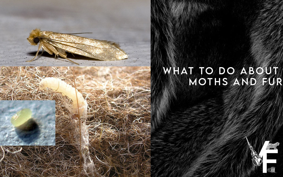 What to Do about Moths and Fur – Linda Black